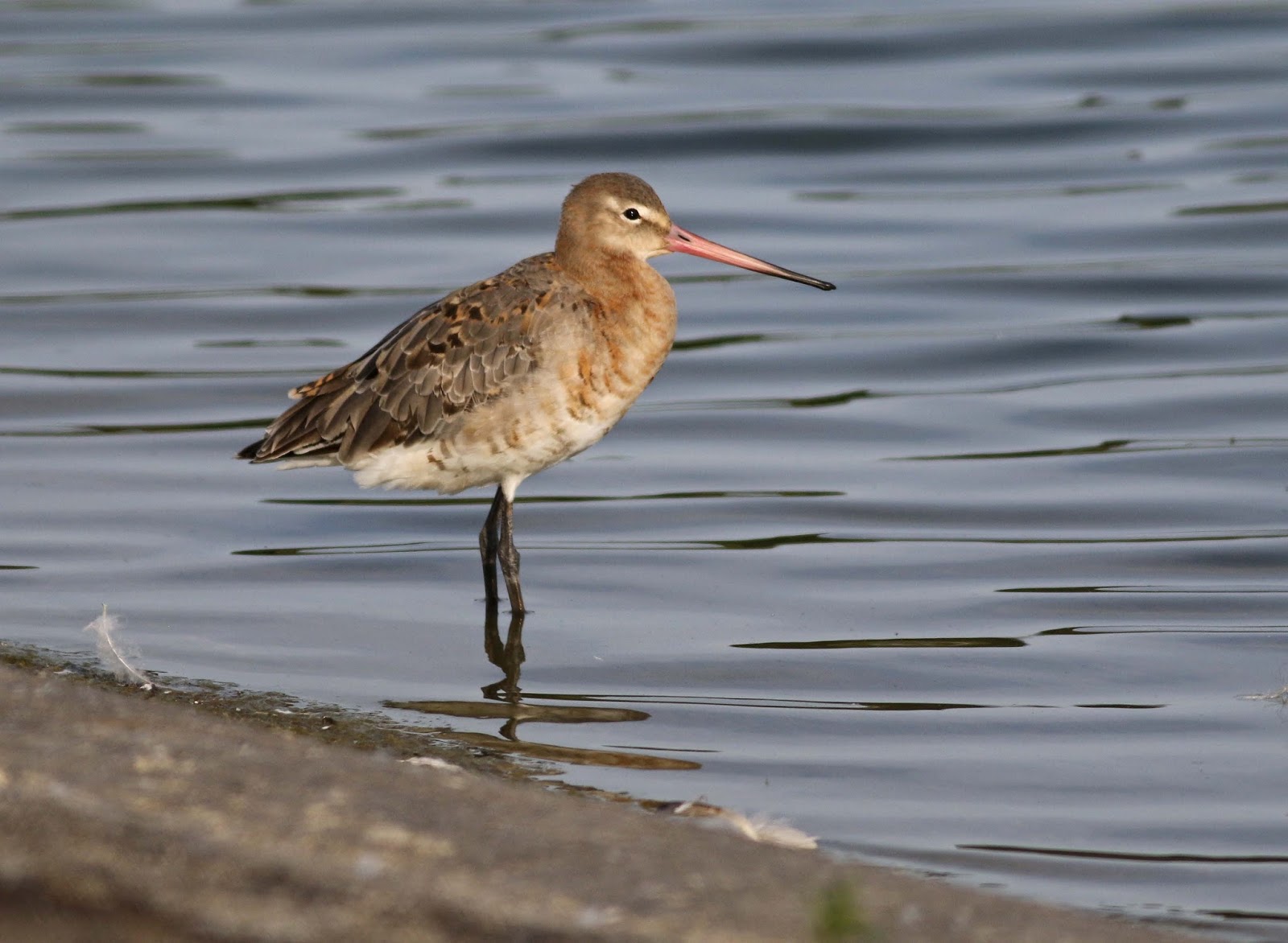 Nature in the Heart of England: Grimsbury Reservoir: Black-tailed ...