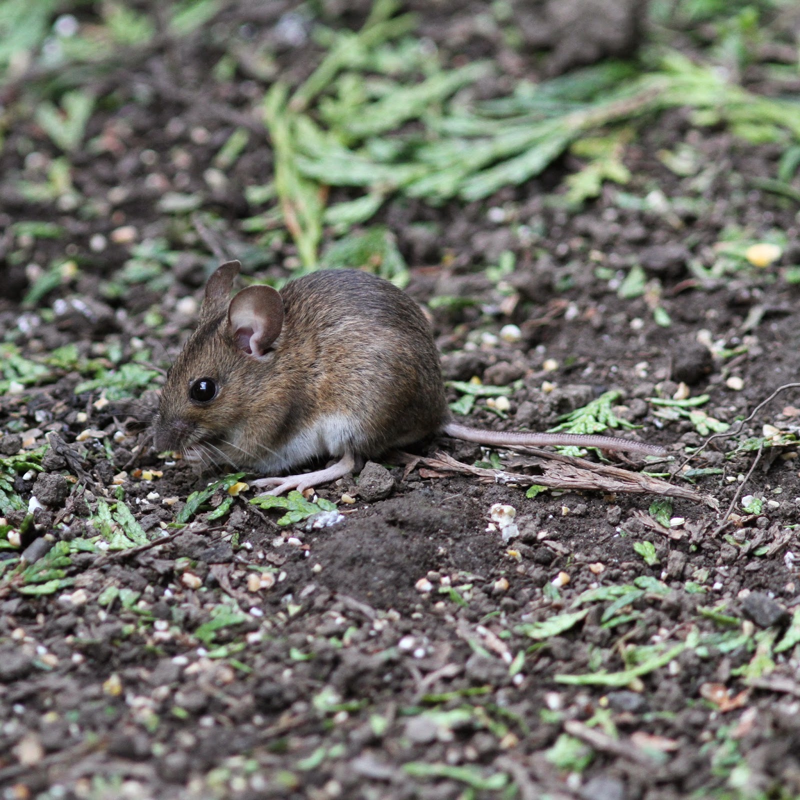 TrogTrogBlog: Wood mouse