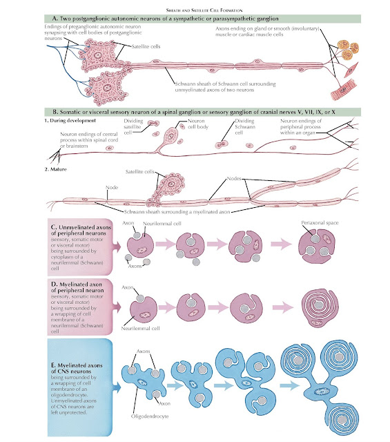 DEVELOPMENT OF MYELINATION AND AXON ENSHEATHMENT - pediagenosis