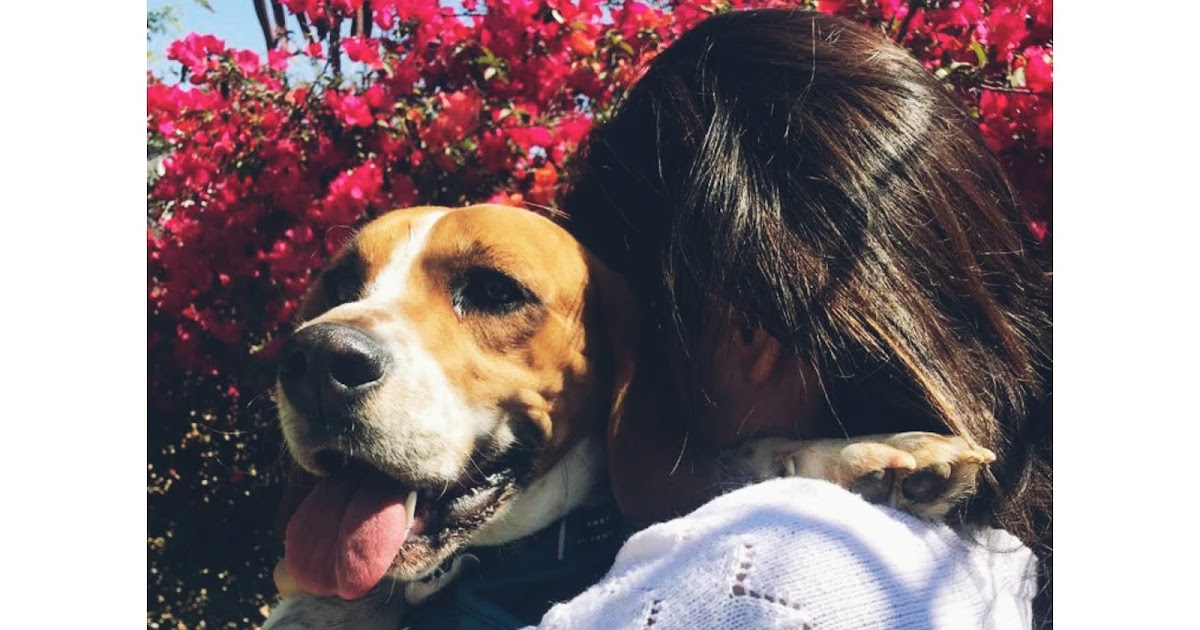 simba :) : el perro con papada