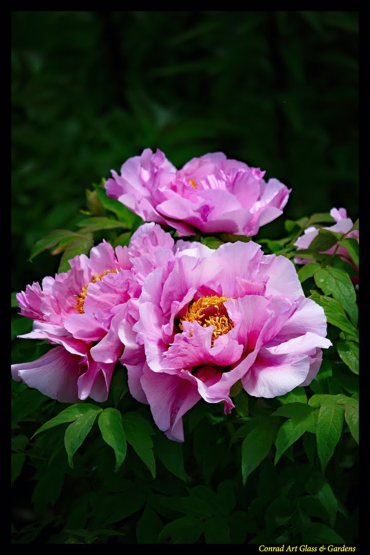 Conrad Art Glass & Gardens: Anticipating spring... looking back at ...