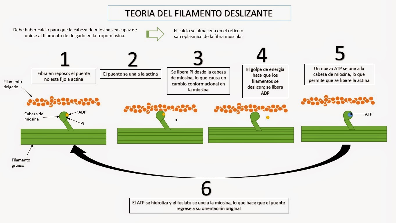 Fisiologia humana: Sarcomero: Teoría del filamento deslizante