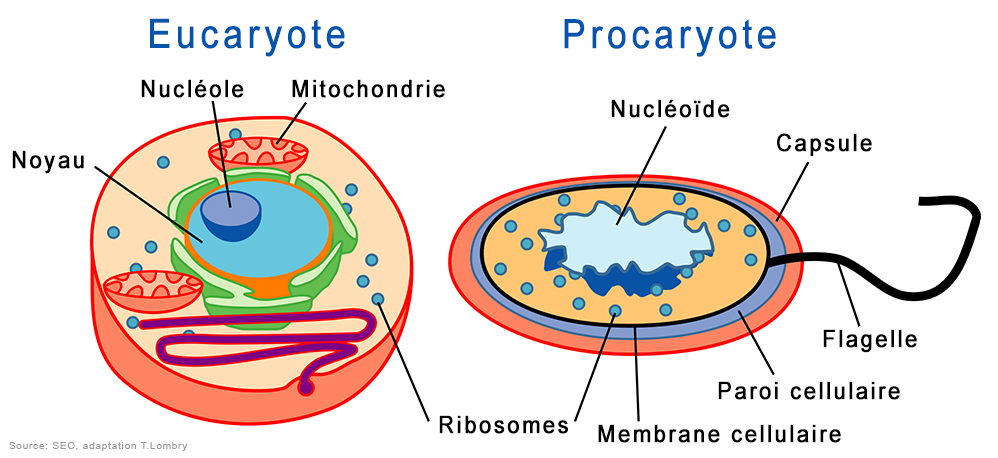 Bouillons de Cultures: Evolution cellulaire : Lokiarchaeum, le chaînon ...