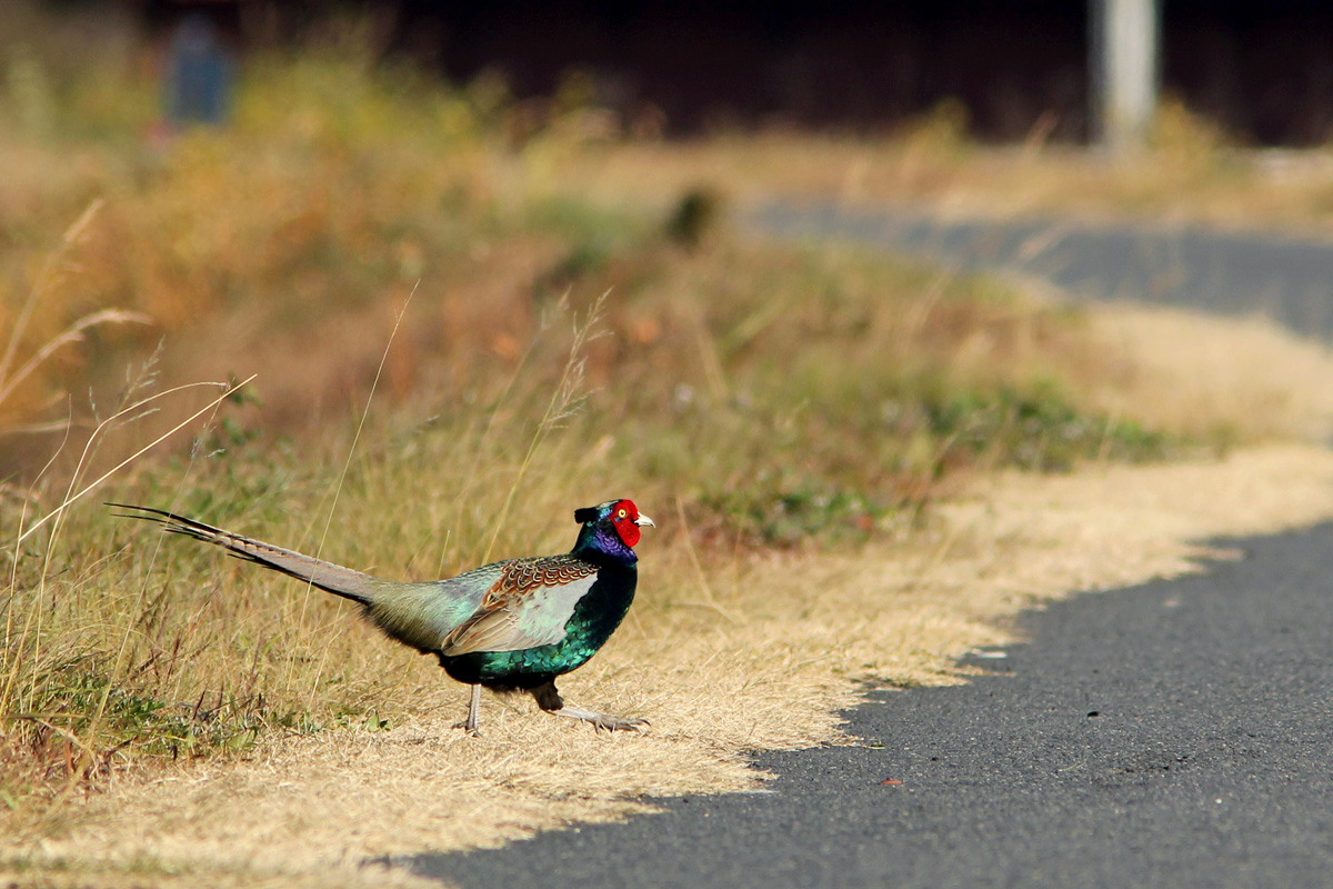 Unravel: The National Bird