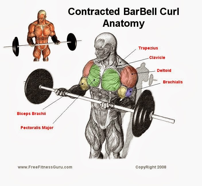 Gym Curl Con Barra