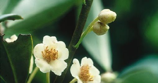 Variety of Life: Theaceae