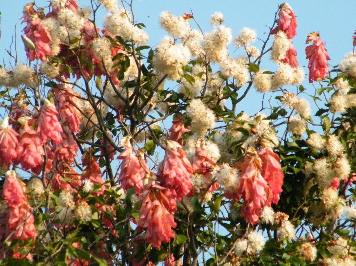 The latest dirt from my garden: Incredible Maniltoa