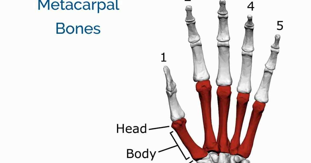 Metacarpal bones - Medically