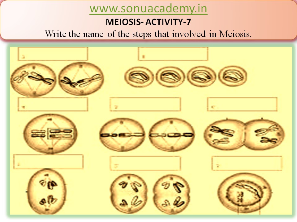 SONU ACADEMY: MEIOSIS - ACTIVITY 7