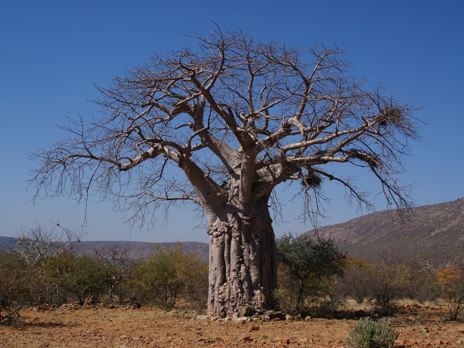 Trees Planet: Adansonia digitata - Baobab