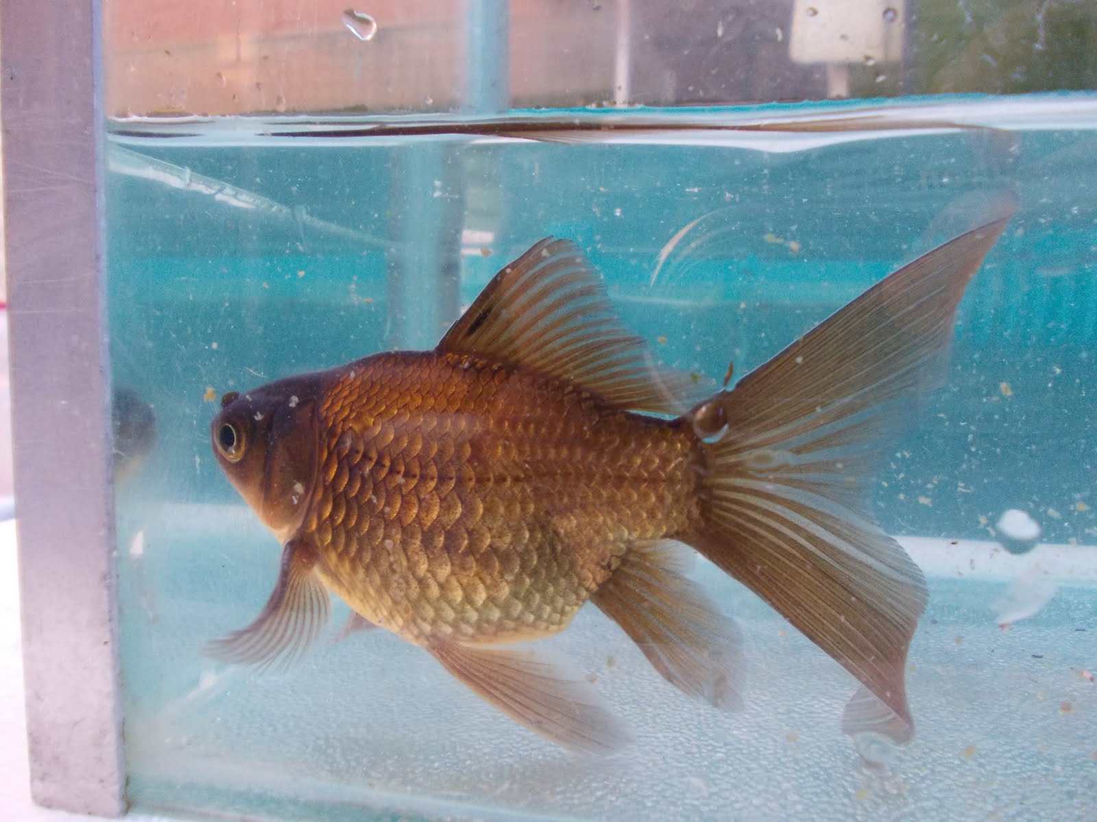 Mirror-scale goldfish: Black/dark tea brown metallic goldfish from ...
