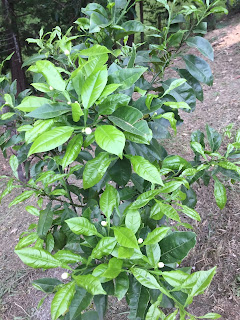 NARANJA AGRIA