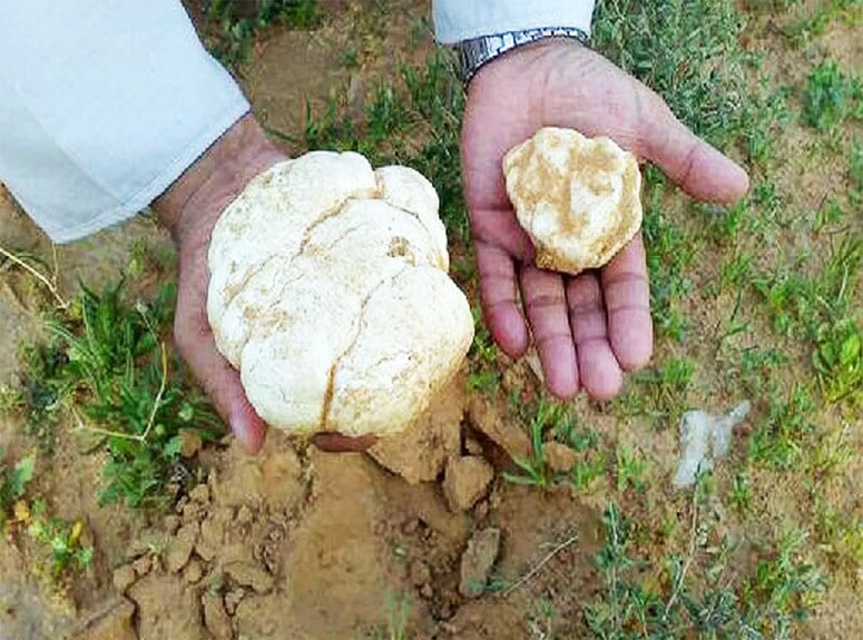 The Abbes Labdelli's Blog: Le délice de la truffe algérienne «Terfez»