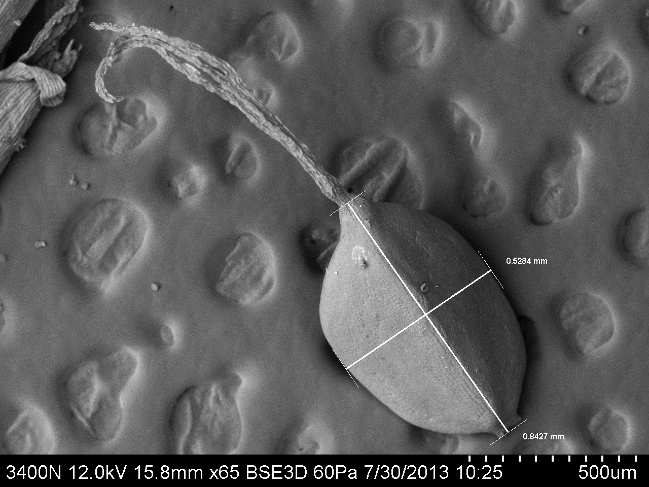 M. Gans Research Blog: Cyperus retrorsus - The Cylindric Sedge