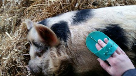 Vicky May - All Things Animal: Pig Grooming
