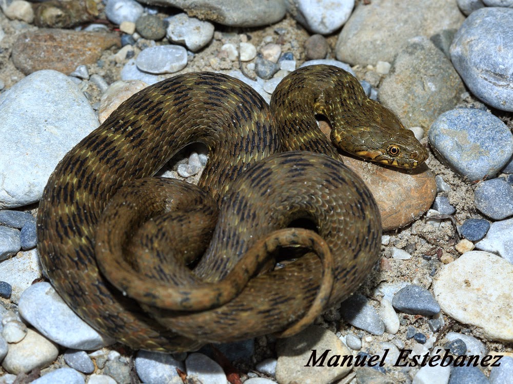 Miradas Cantábricas: Culebra viperina o culebra de agua (Natrix maura)