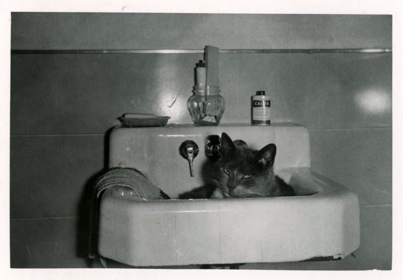 These Vintage Snaps Show Lovely Feelings of Cats When They Were ...