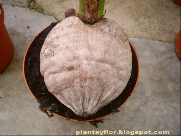 Plantas y flores: Cocos nucifera