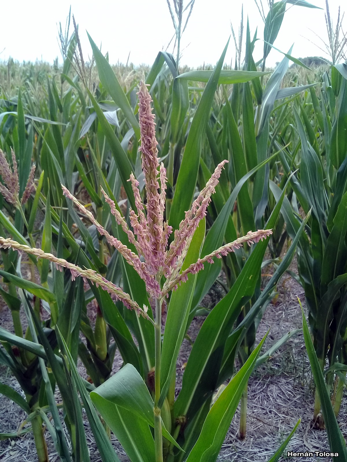 Flora Bonaerense: Maíz (Zea mays)