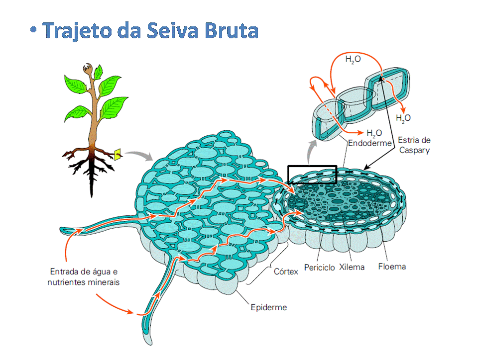 Biologia: Tecidos vegetais - xilema