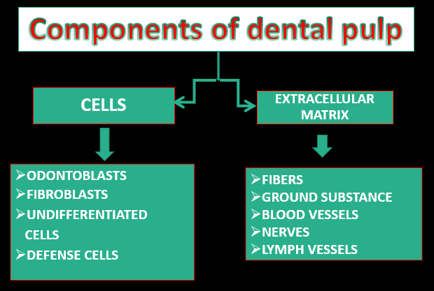 Dental Pulp- Morphology, Histology, Structure and Function