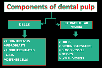 Dental Pulp- Morphology, Histology, Structure and Function