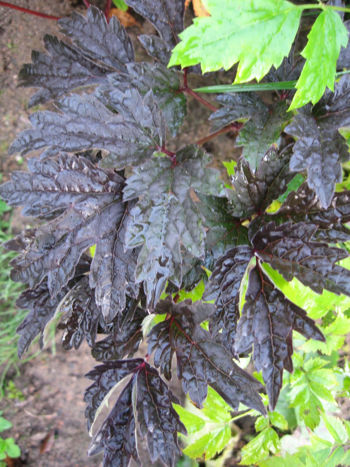 Heléns Trädgårdsplätt: Mörkbladigt - Alunrot, Silverax & Kärleksört