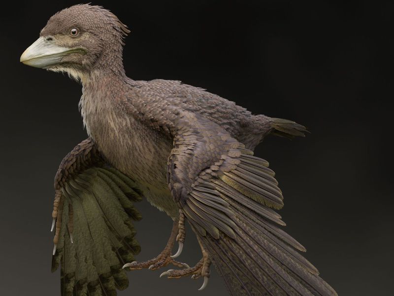 Skeptophilia: Jurassic bird