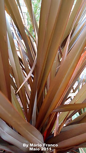 Meu Cantinho Verde: FÓRMIO - ( Phormium tenax )