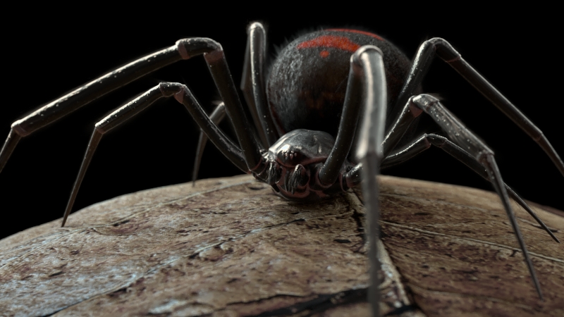 Nathan Jones - Digital Artist Blog: Redback Spider (W.I.P)
