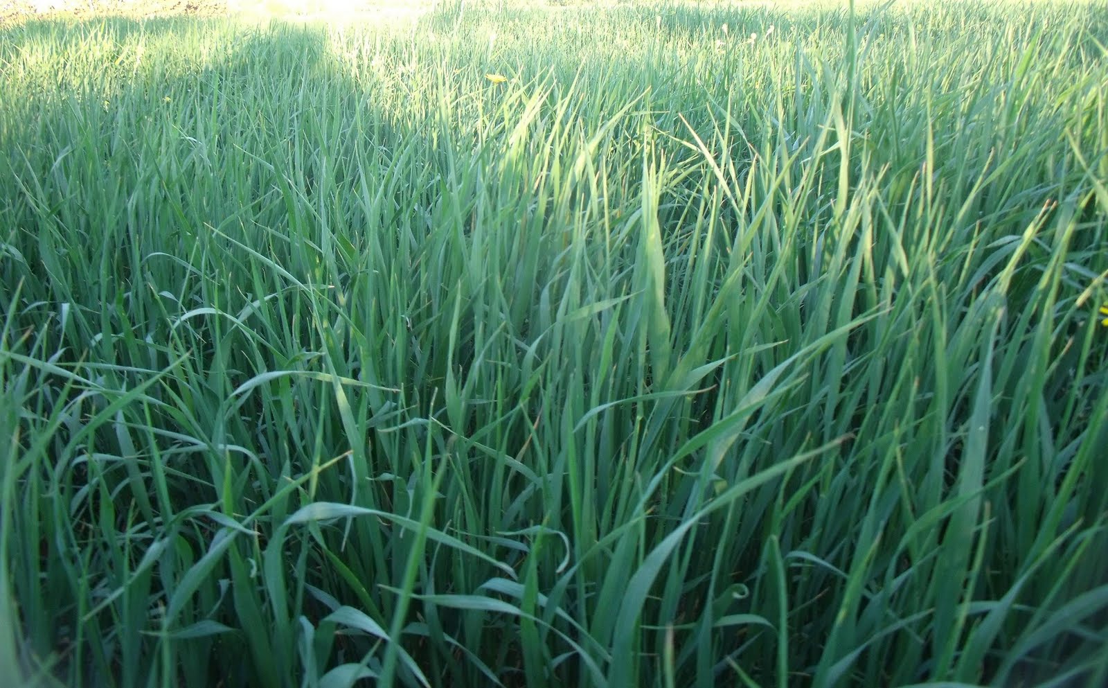 El blog sin miedos: UFANO. Arrogante, presuntuoso, engreído, satisfecho ...