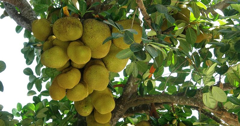 greenworld: katahal tree