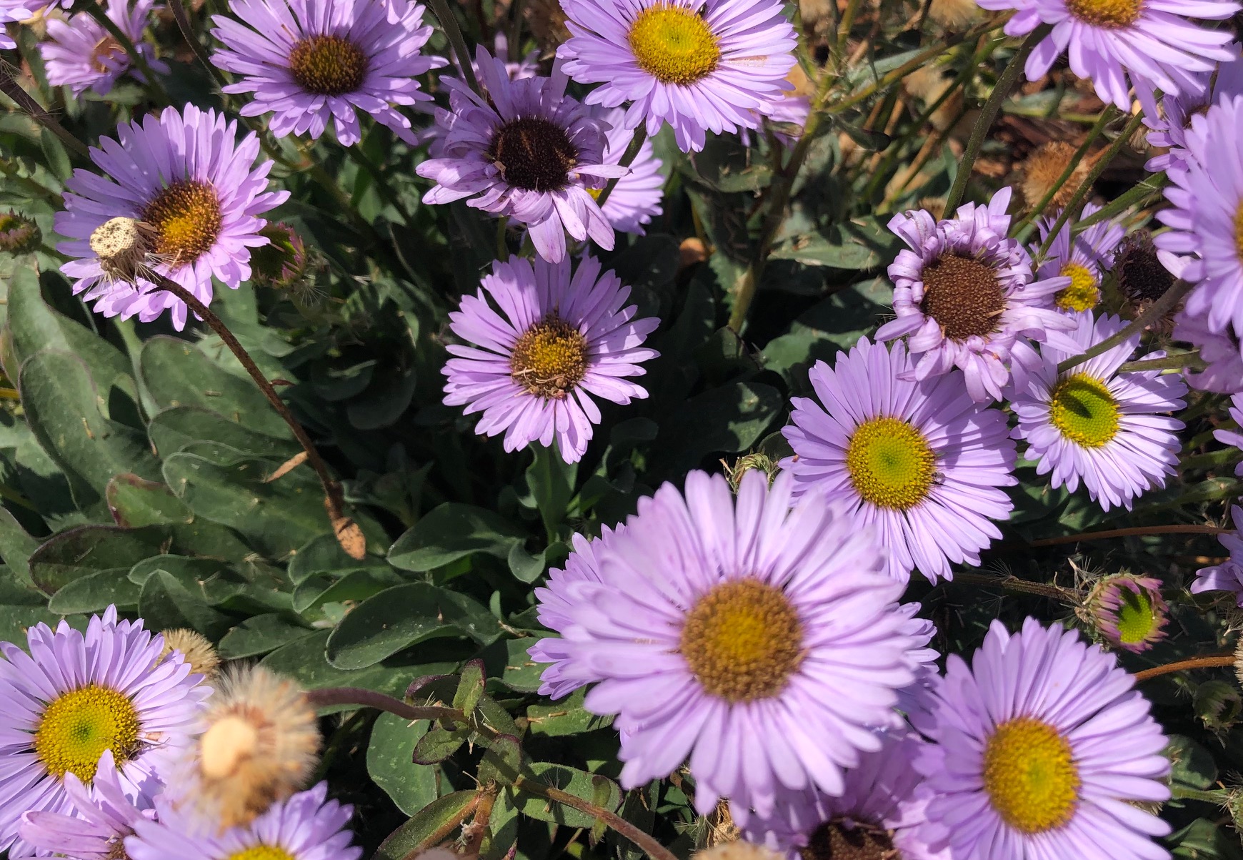 Sacramento Digs Gardening: Learn basics of California natives