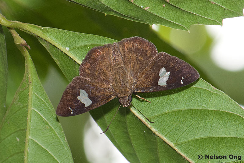Butterflies of Singapore: Re-Discovery of the White Banded Flat