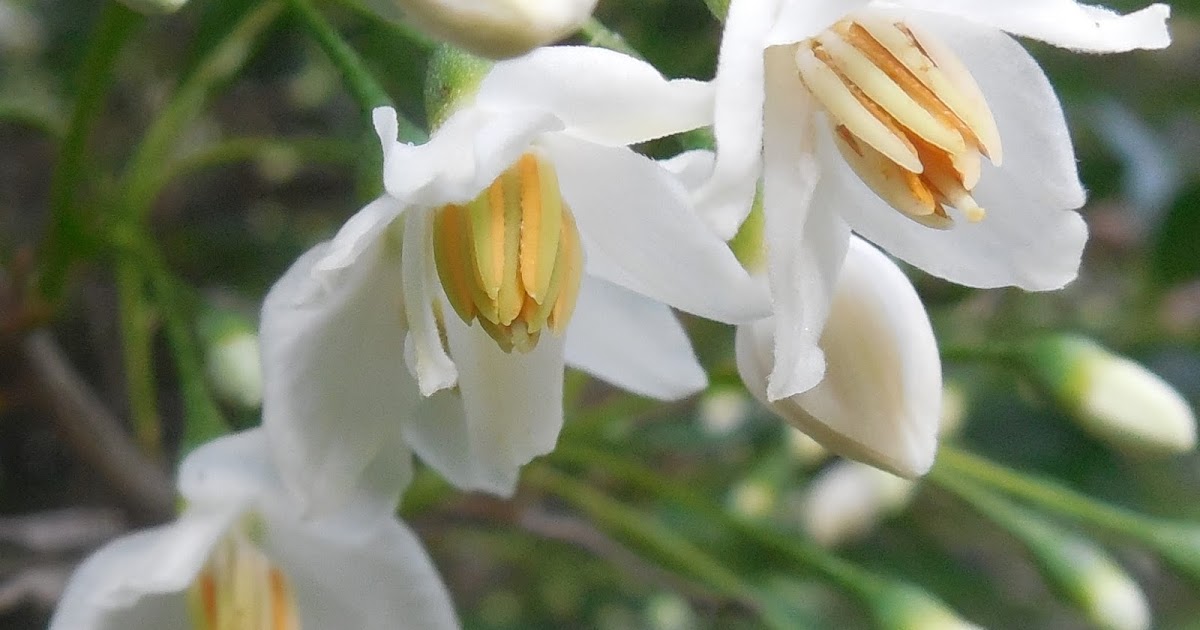 Raleigh Daily Photo: Snowbell tree