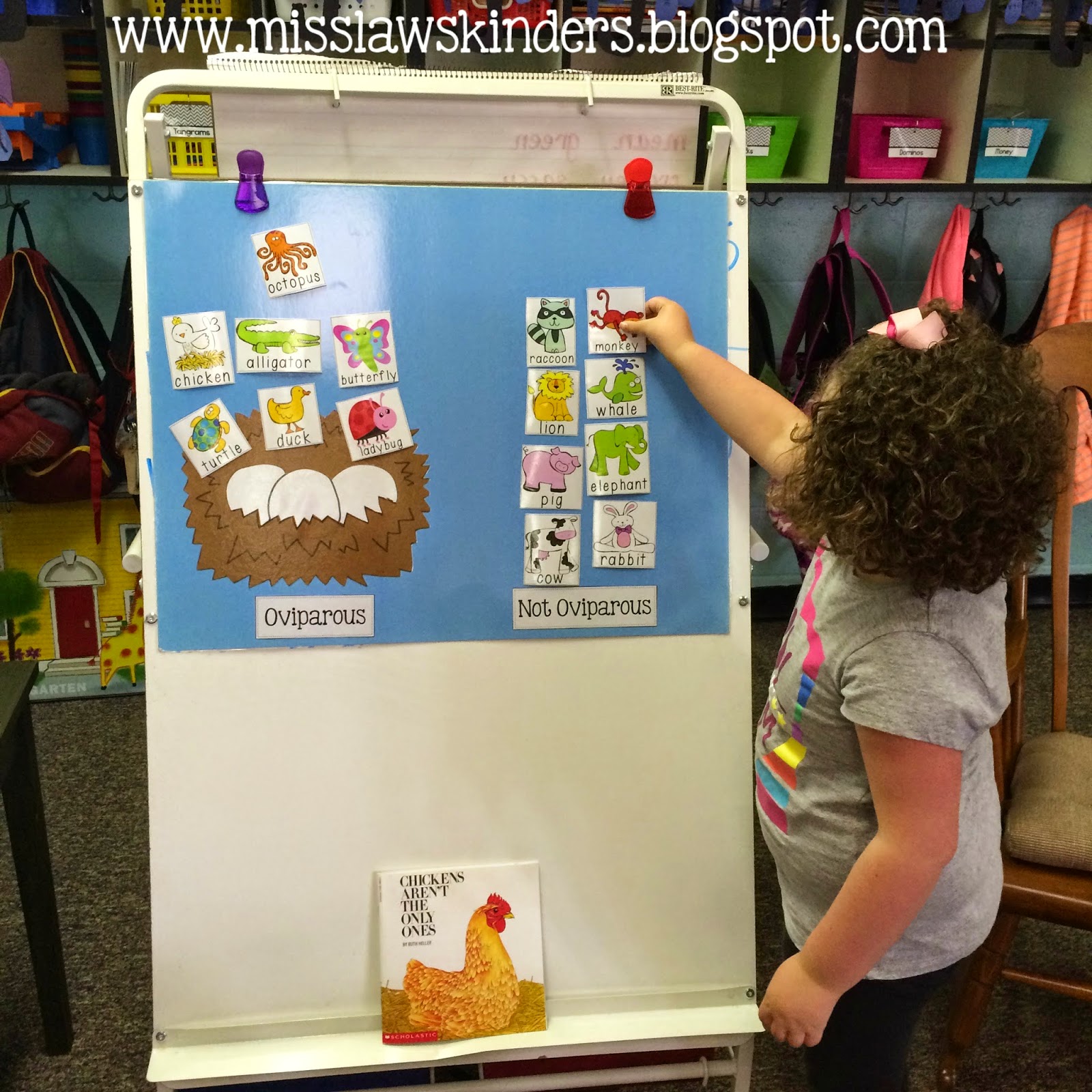 Miss Law's Kinders: Oviparous Animal Life Cycles-{Day 2: All About ...