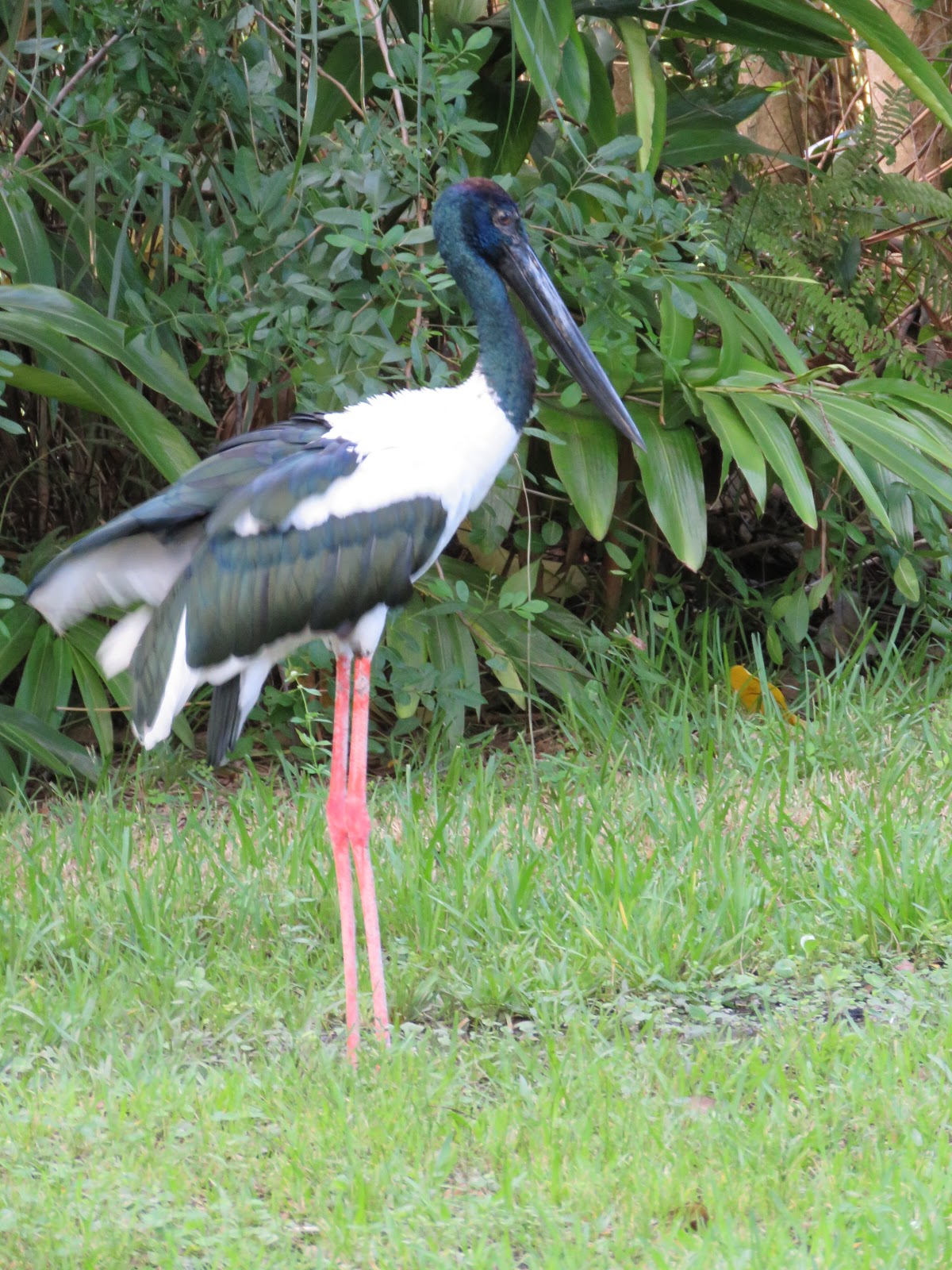 Bonao Internacional: CIGUEÑA , - EPHIPPIORHYNCHUS ASIATICUS - EL AVE ...