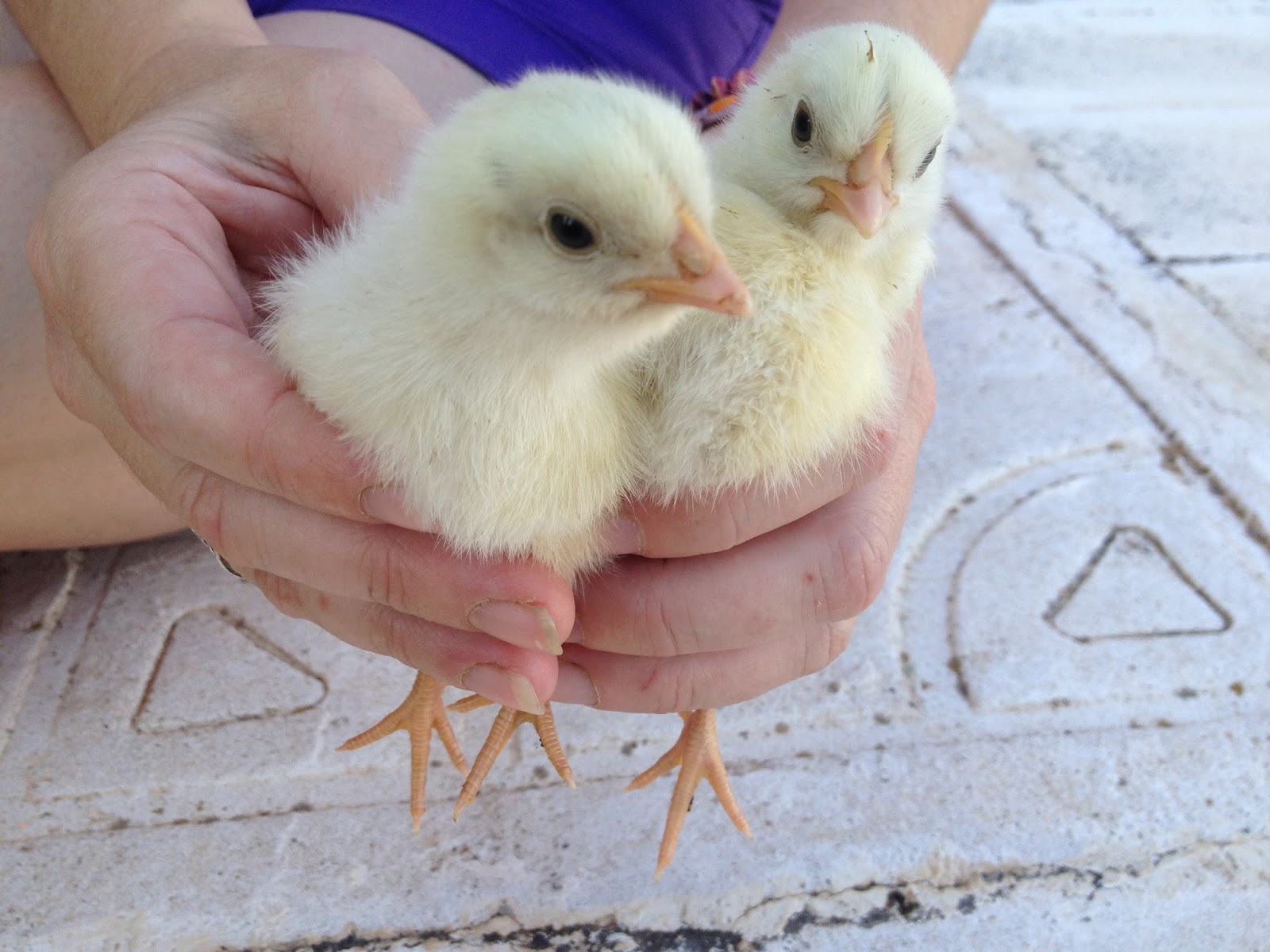 El rincón de Manoli: MIS POLLITOS