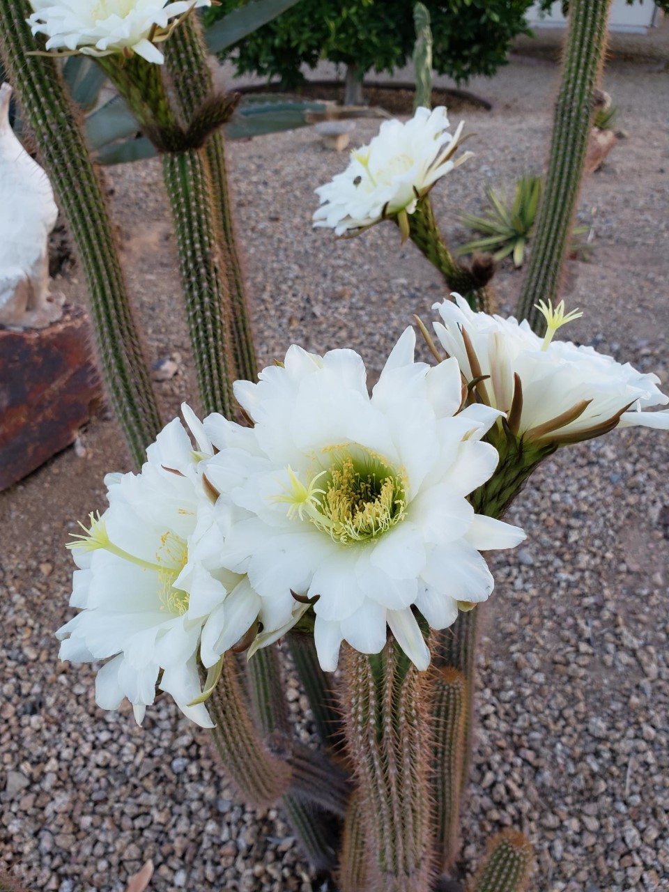 OurSuiteTime: June 2018