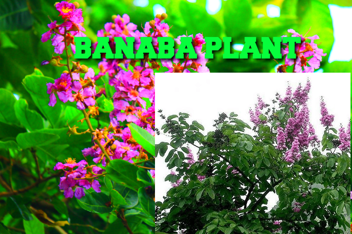 BANABA PLANT AND IT'S MEDICINAL USES