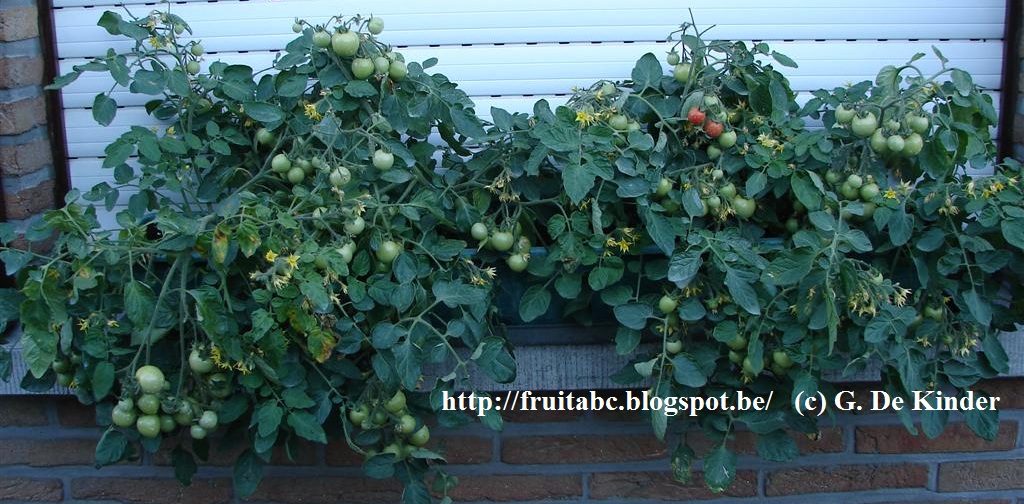 Inheems- en uitheems fruit: Tomaten in hangmanden en bloembakken planten.