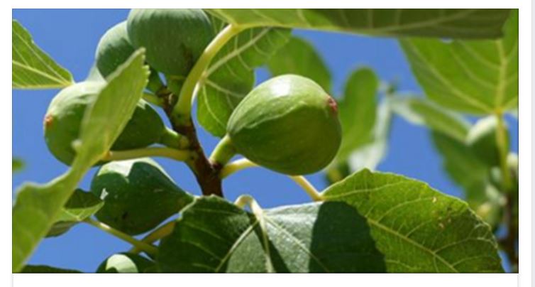 Este fruto e as suas folhas são uma maravilha para a saúde