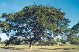 மரம் பற்றி கொஞ்சம் தெரிந்துக்கொள்வோம்