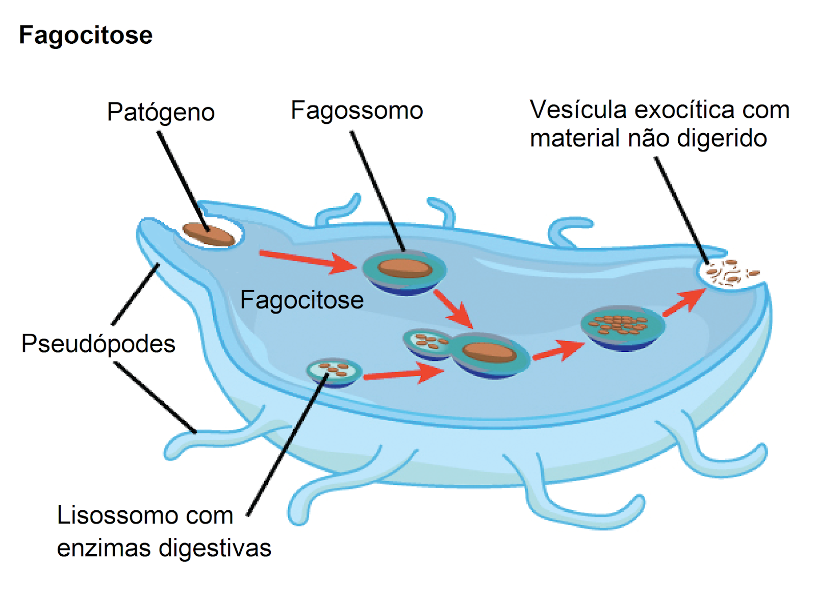 Caderno de Biologia : Organelas Citoplasmáticas