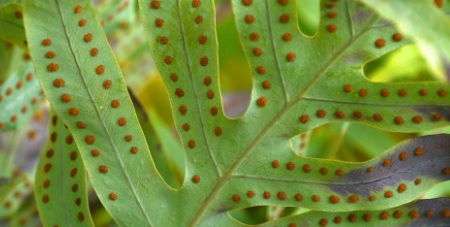 THE TORAHEROES: NON-FLOWERING PLANTS