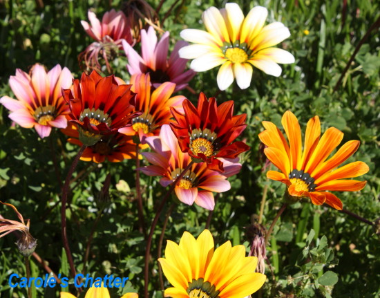 Carole's Chatter: Barossa Valley - Just north of Adelaide, South Australia