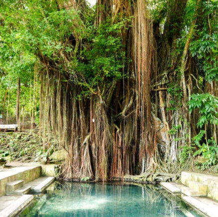 Mga Larawan Ng Puno Sa Pilipinas - pinas maasim