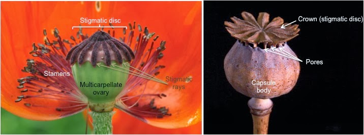 Flower Tales: In Flanders' Fields the Poppies Blow