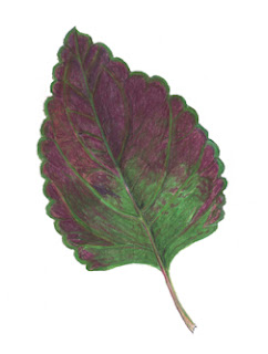 drawing on the natural world: Celebrate coleus