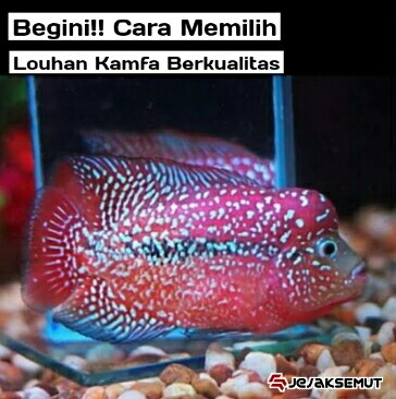 Yuks, Mengenal Ciri-Ciri Ikan Louhan Kamfa yang Berkualitas JejakSemut